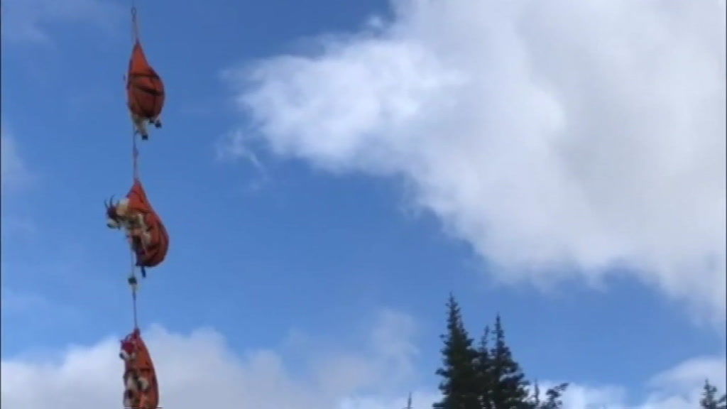 Goats airlifted via helicopters - ABC News