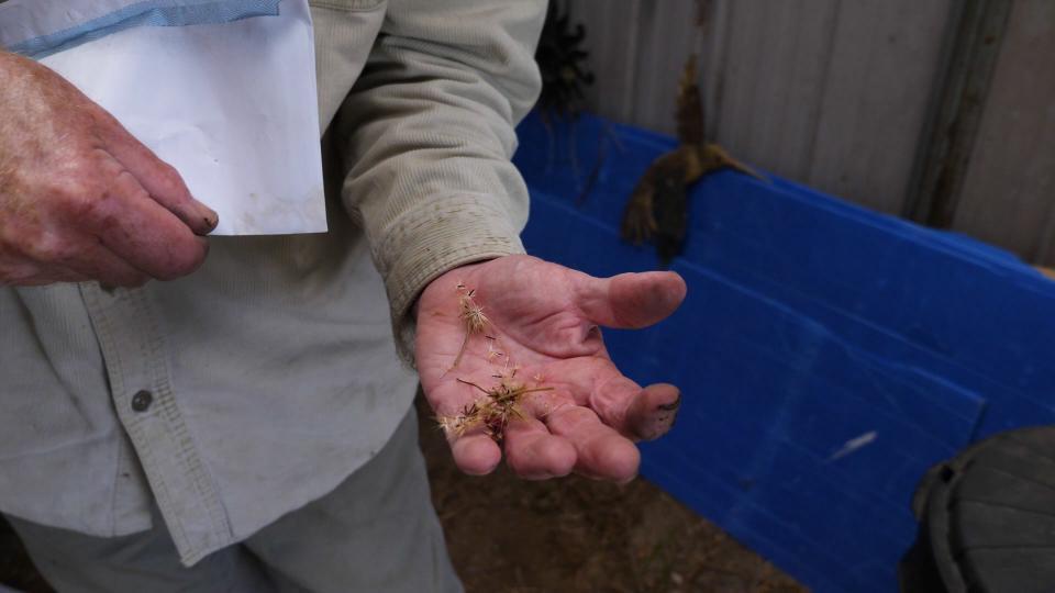 Murnong - ABC Education