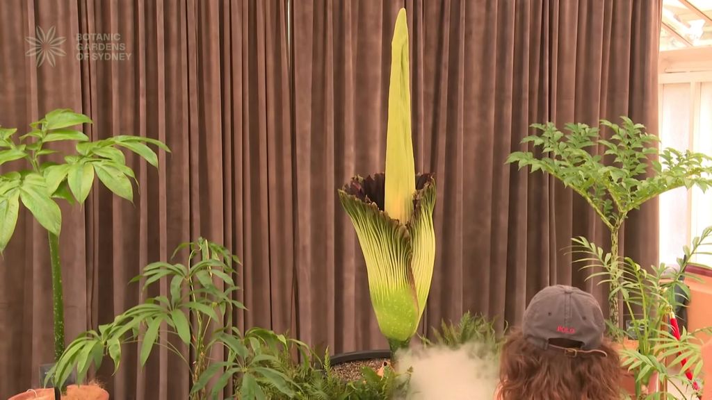 Timelapse of corpse flower Putricia blooming - ABC News