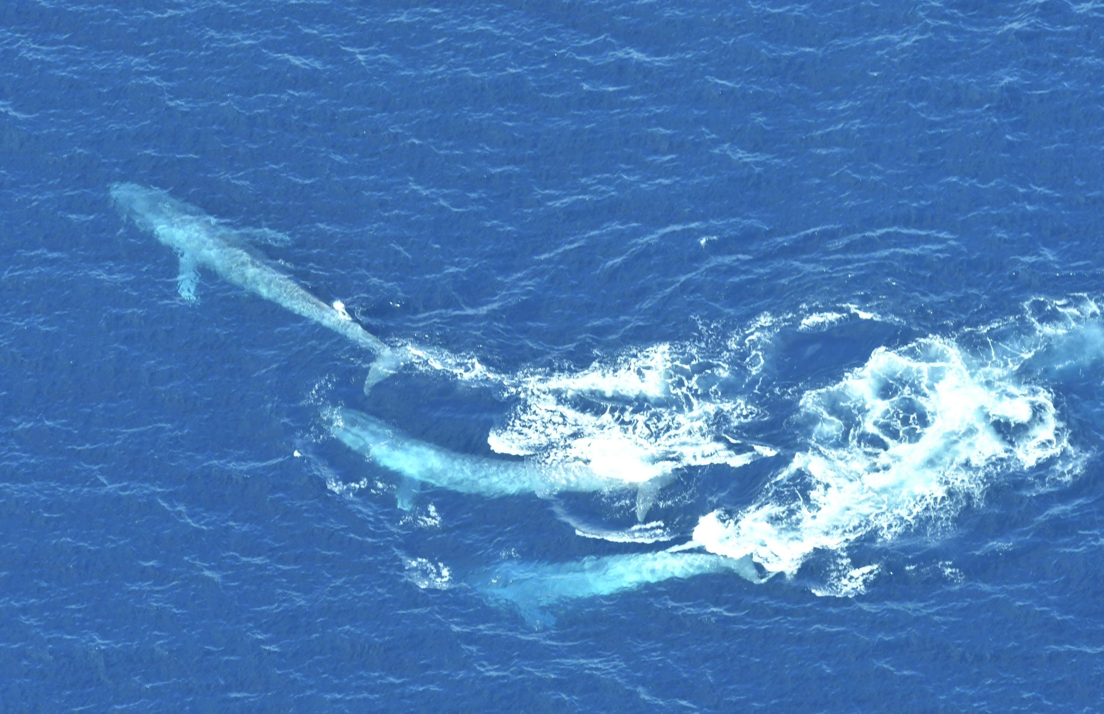 Josh Brine - ABC News