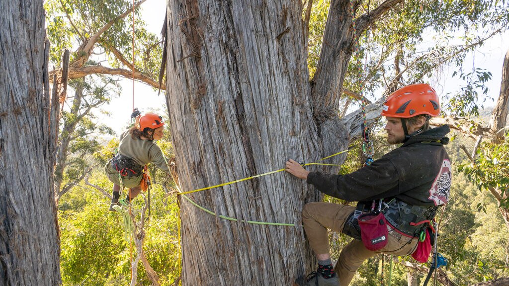 Giant tree hunters are still discovering 'colossal' trees in Tasmania ...
