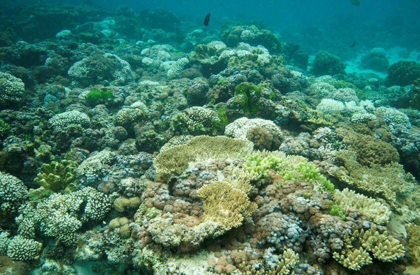 Ocean ecosystems in decline: study - ABC News