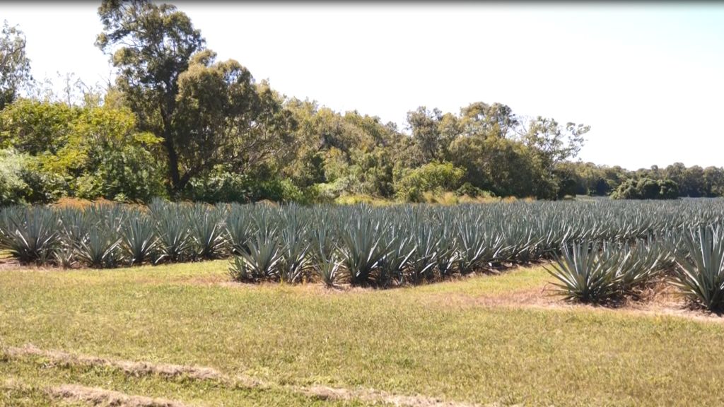 Agave farm in the Whitsundays - ABC News