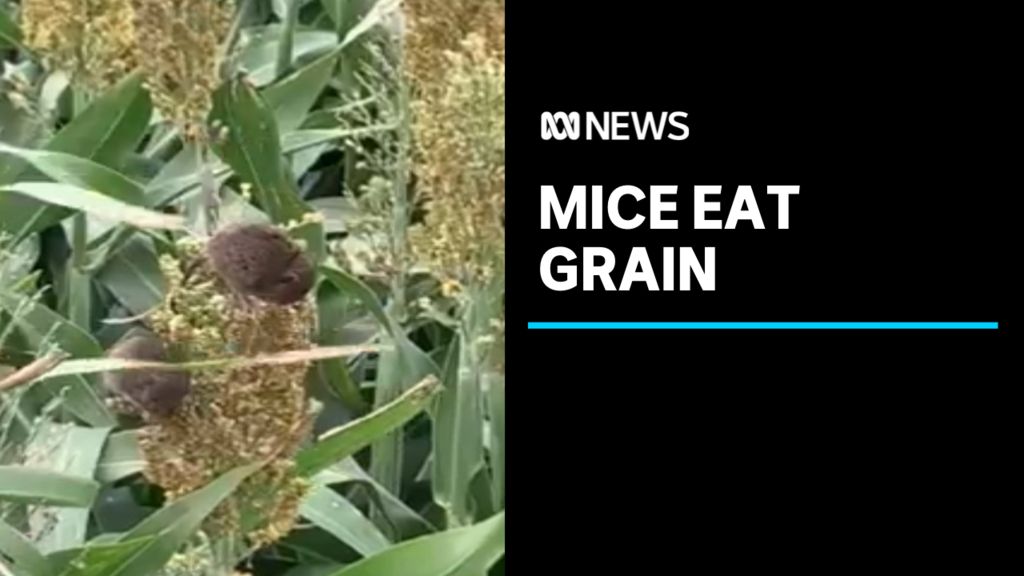Record national winter crop sown, but mouse plague could take drastic ...