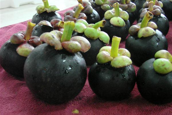 Schizophrenia alternative treatment could be found in tropical fruit ...