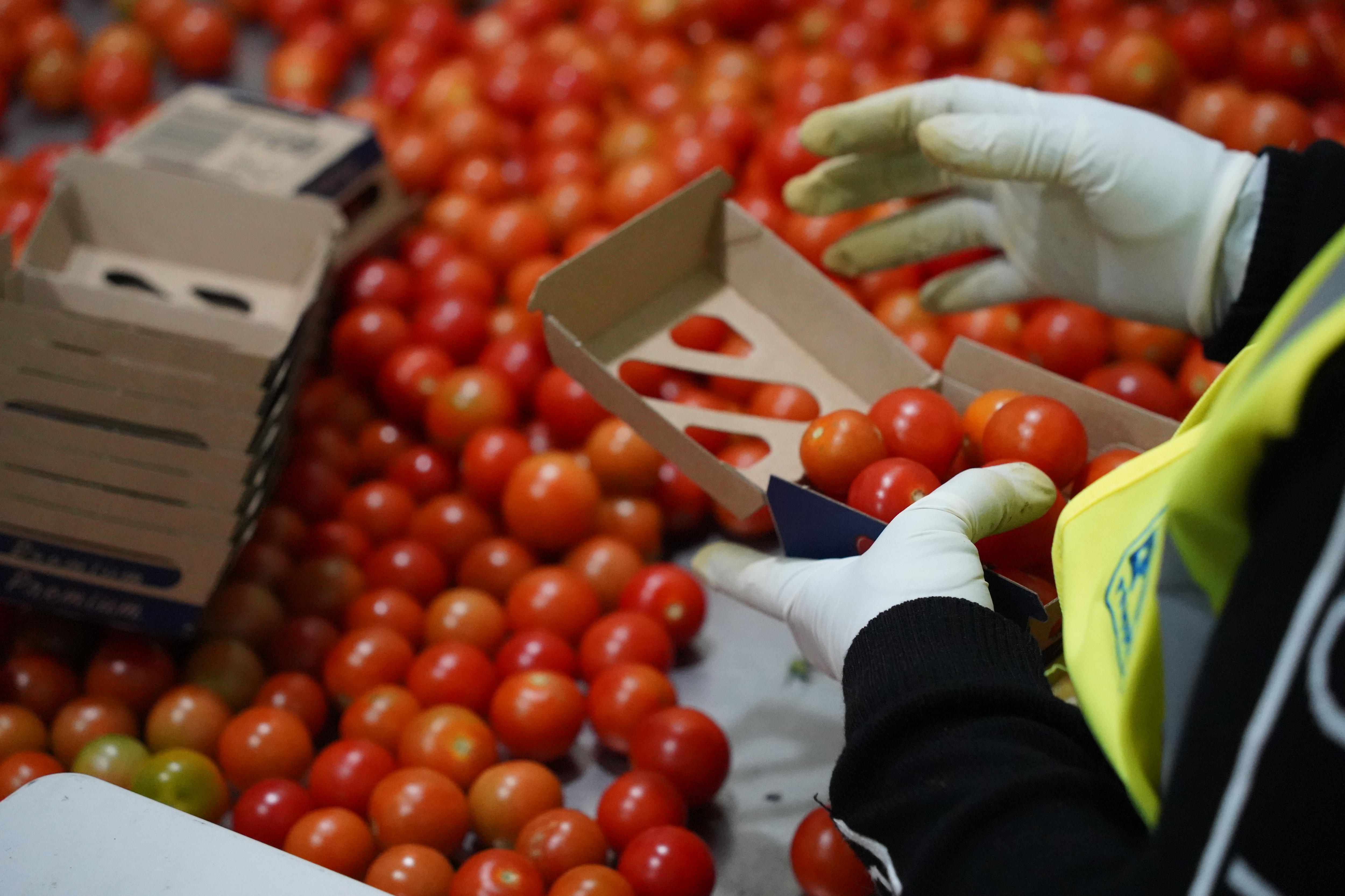 SA tomato farms put in quarantine - ABC listen