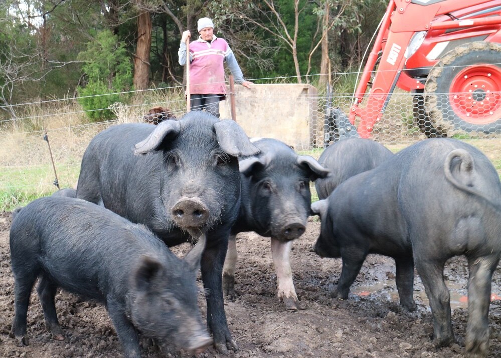 Happy pigs have more land to explore - ABC listen