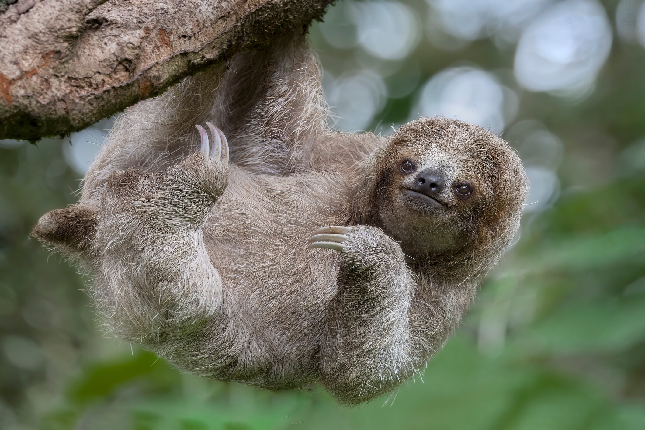 Ancient sloths not so slothful - ABC listen