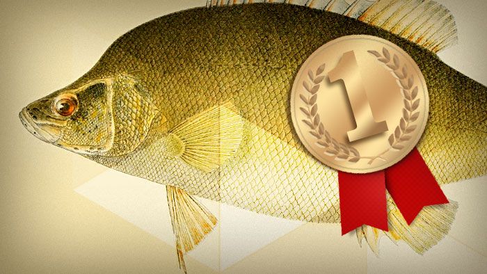 Competitive Fishing - Behind The News