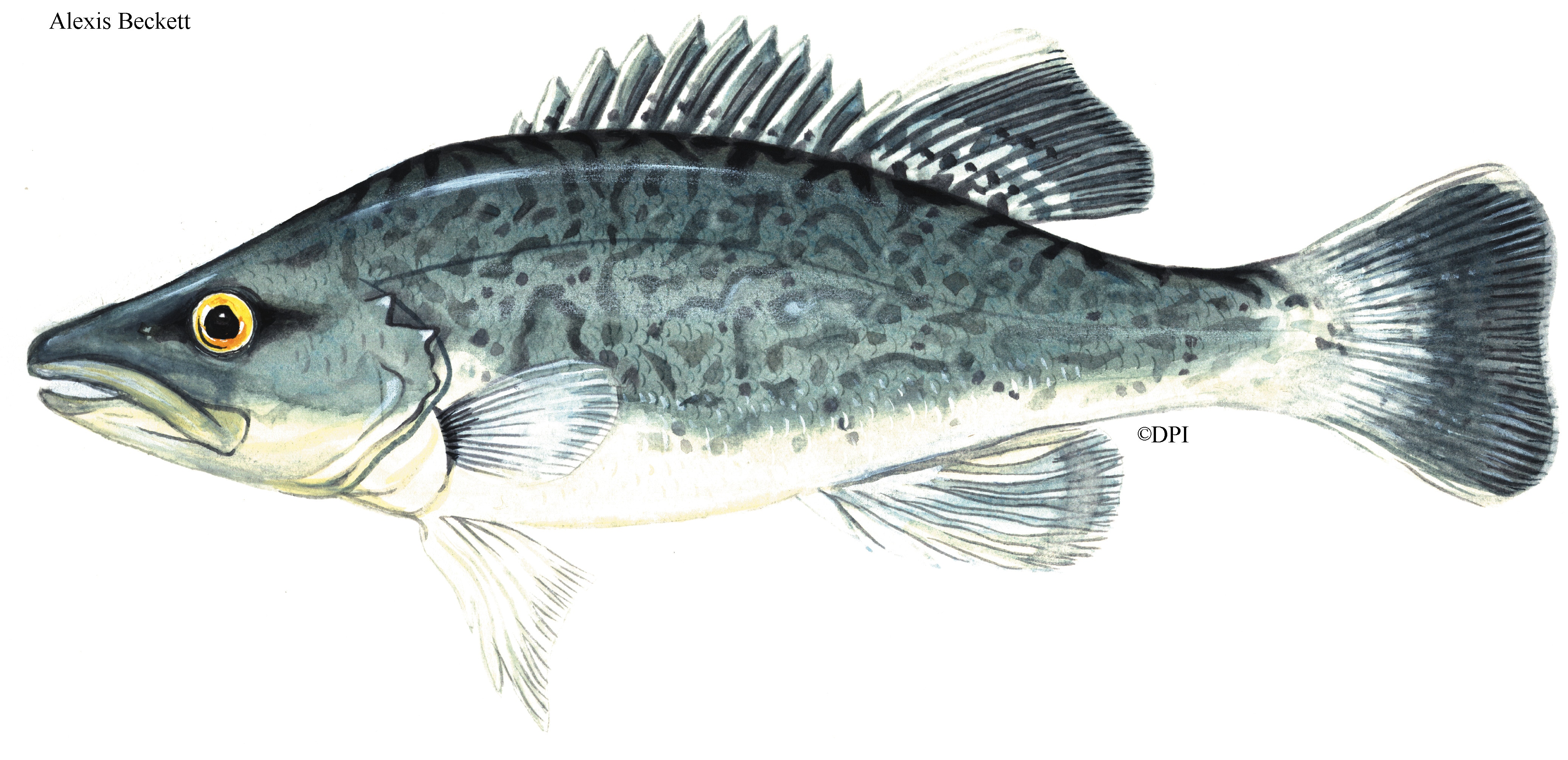 Electro-stunning deployed to zap carp as wait for viral weapon ...