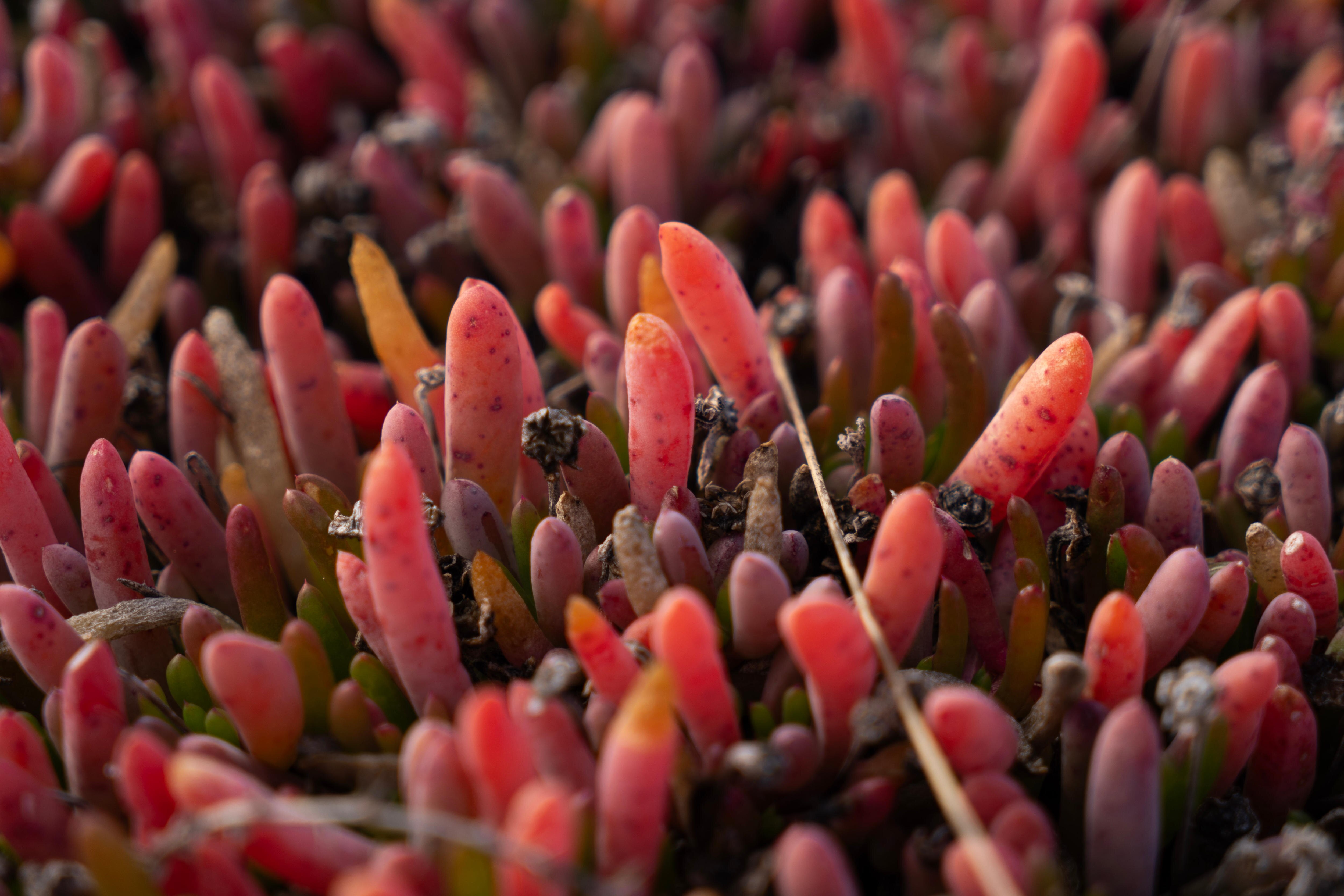 Farmers defying dryland salinity crisis with salt-tolerant vegetables ...