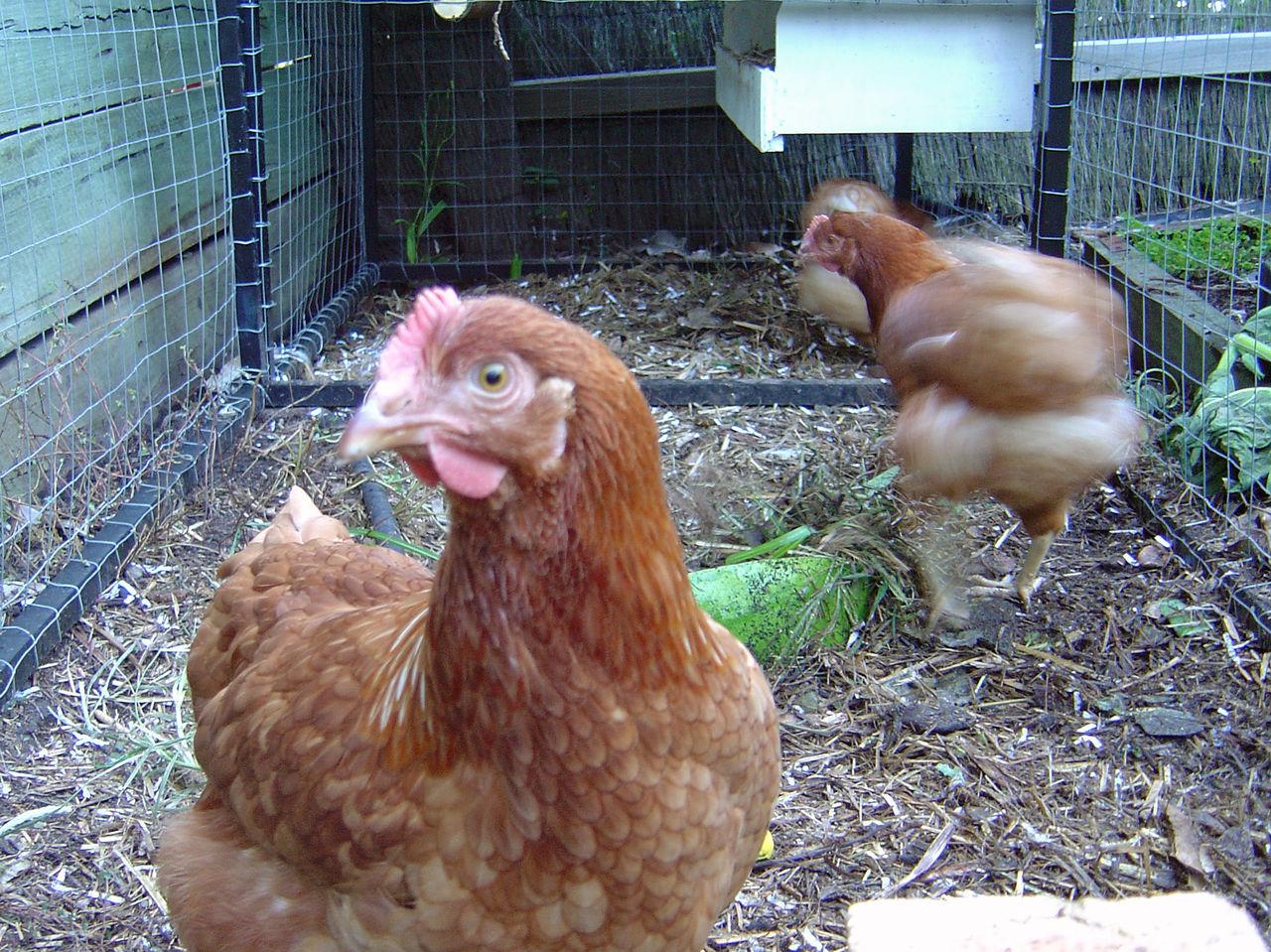 Chicken Sandwiches - ABC Everyday