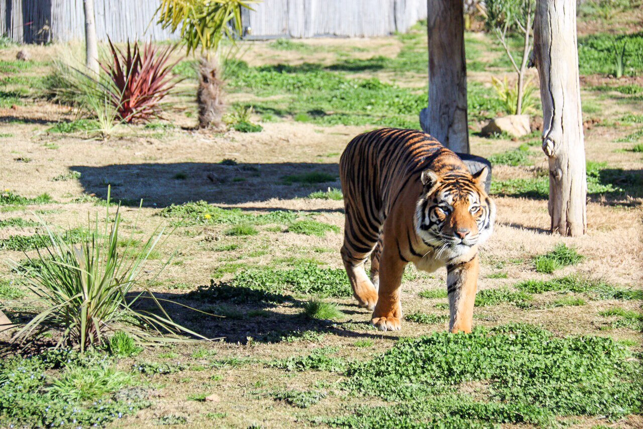 International Tiger Day: National Zoo in Canberra joins Sumatran tiger ...