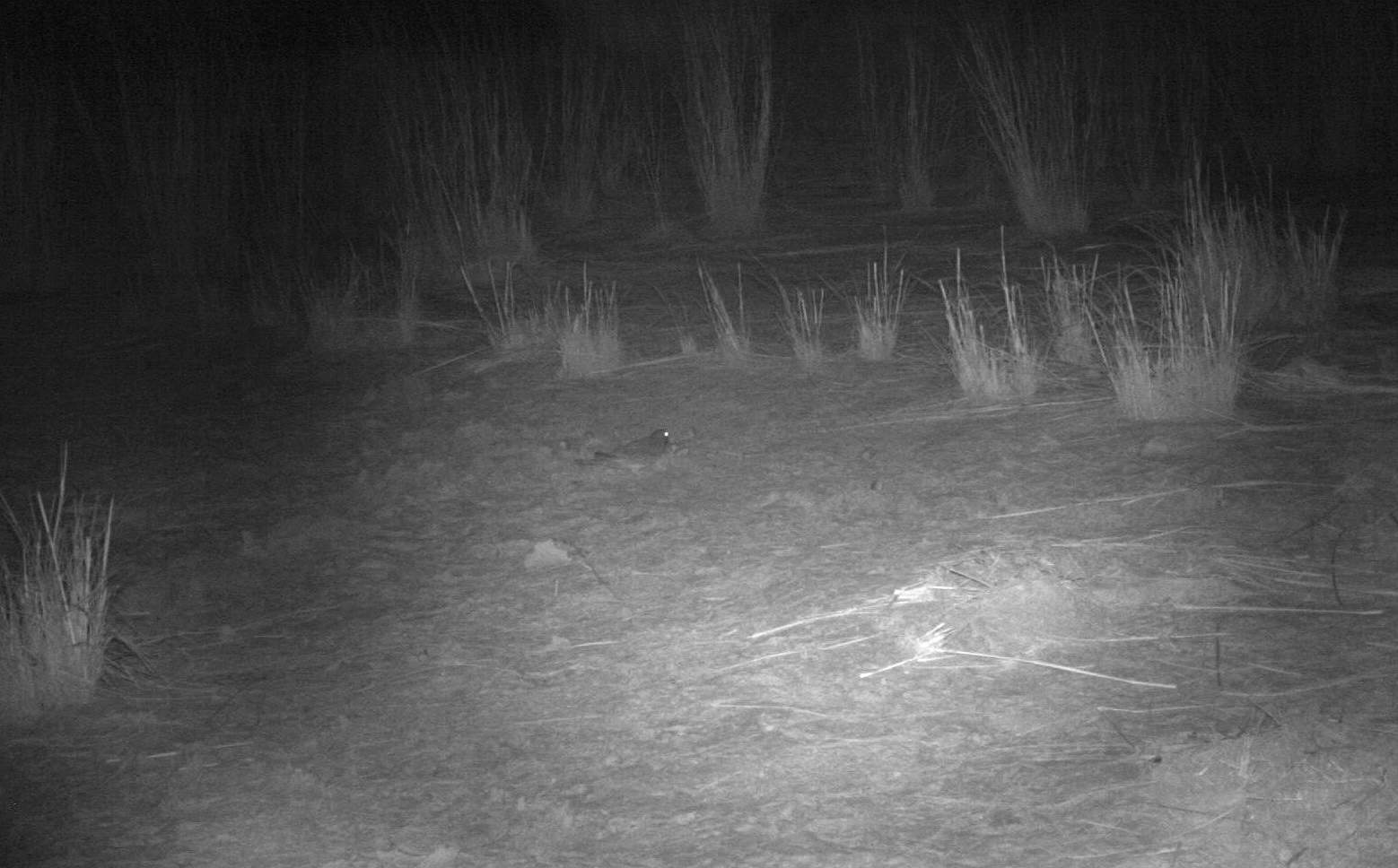 Night parrot's Kimberley location under wraps after rare bird snapped ...