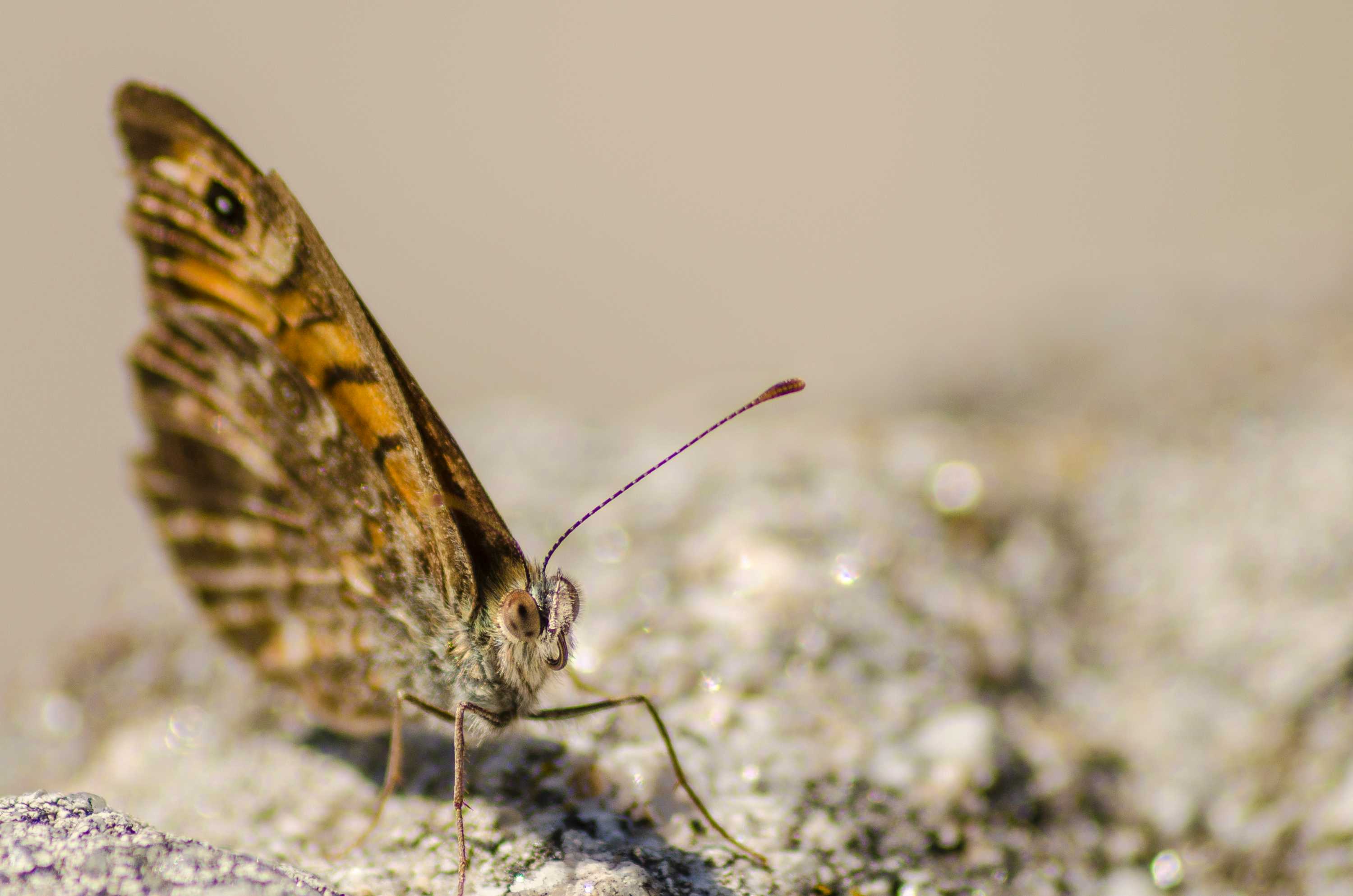 How to tell a moth from a butterfly and why their genitals are so ...