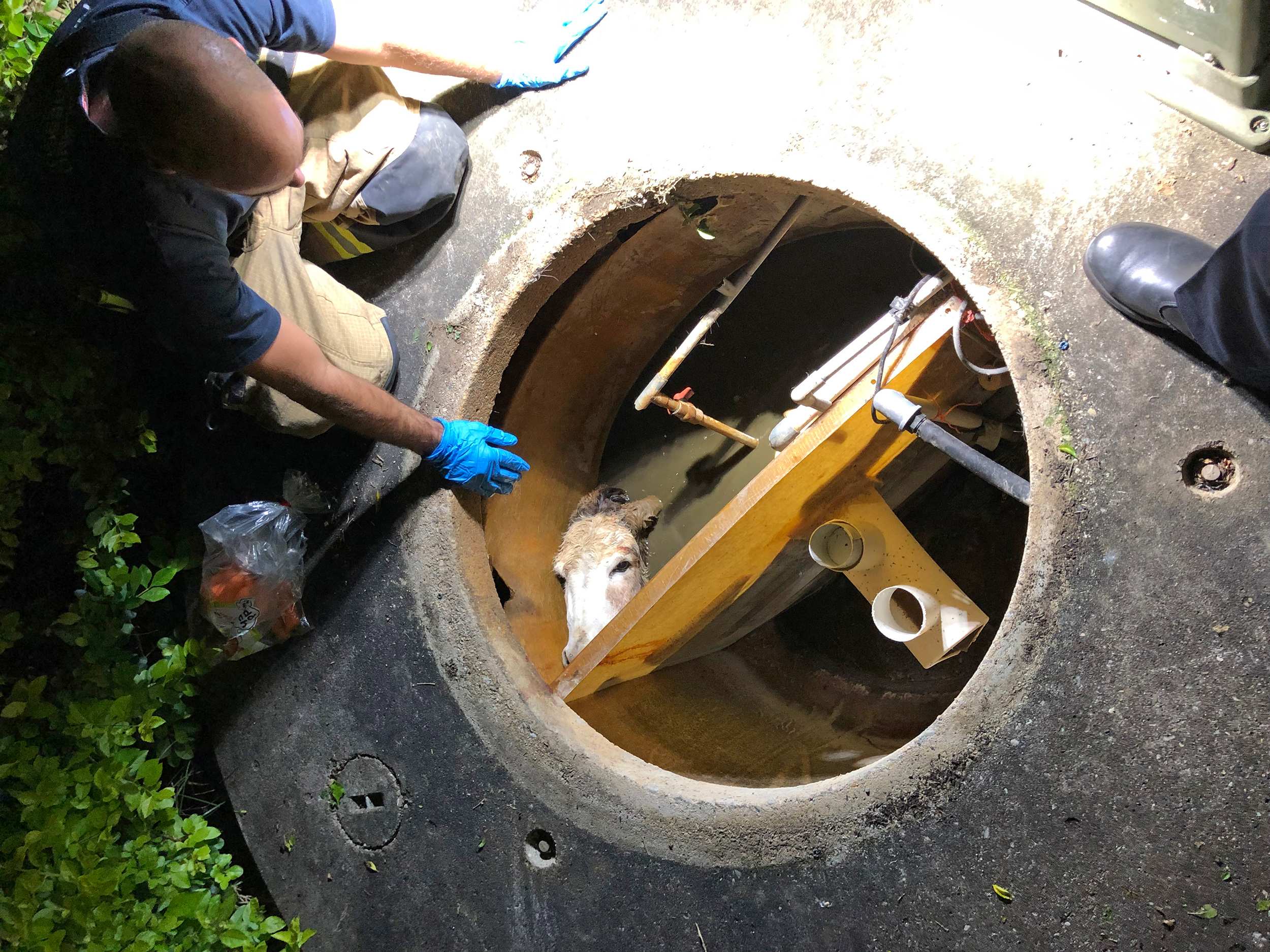 Miniature donkey up to his neck in it rescued from septic tank - ABC News