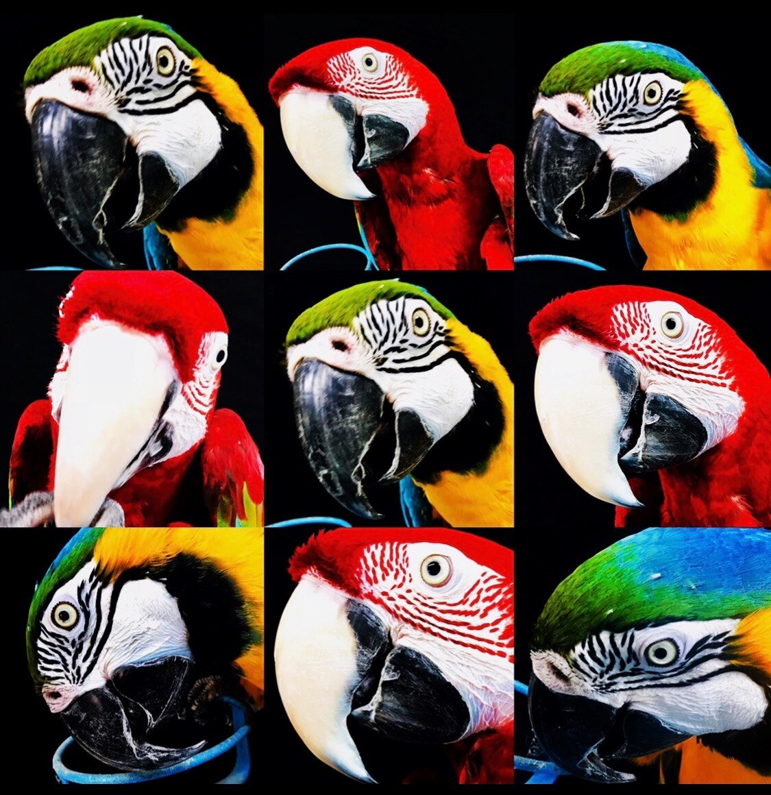 'It's scary how smart they are' parrots can be cheeky pets - ABC Brisbane