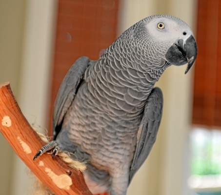 Talking parrot returns to owner after four years speaking Spanish - ABC ...