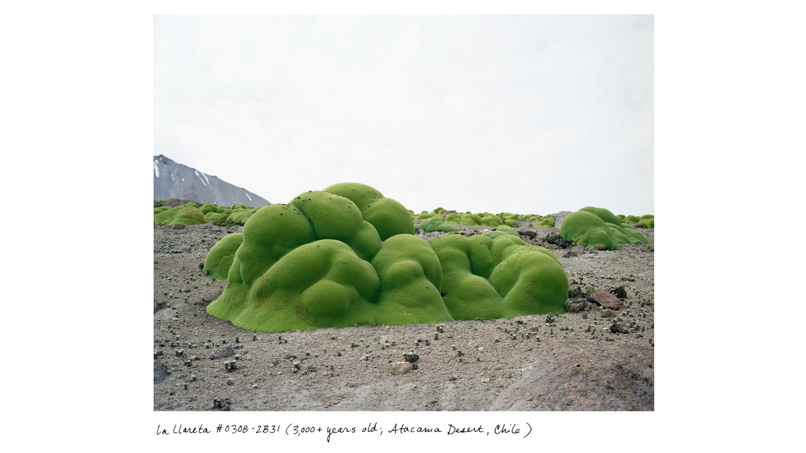 An artist goes in search of the oldest living organisms on Earth - ABC ...