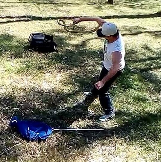 Snake catcher rattled by near-miss attack from eastern brown on ...