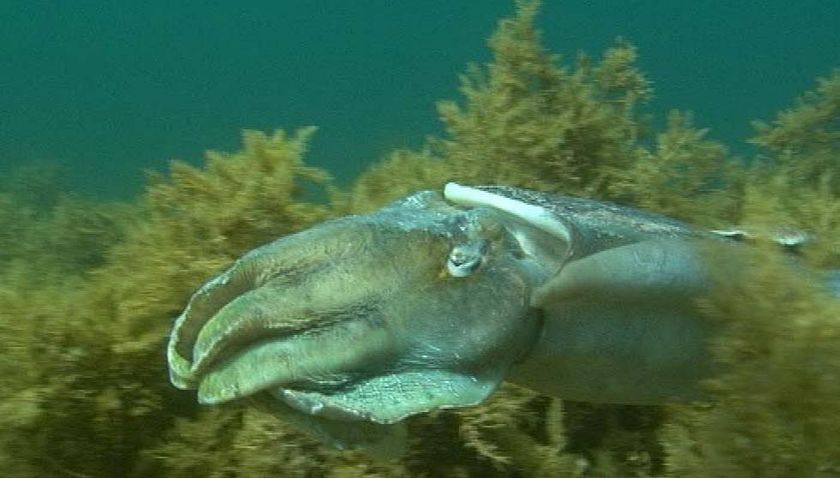 Welcome back giant cuttlefish - ABC News