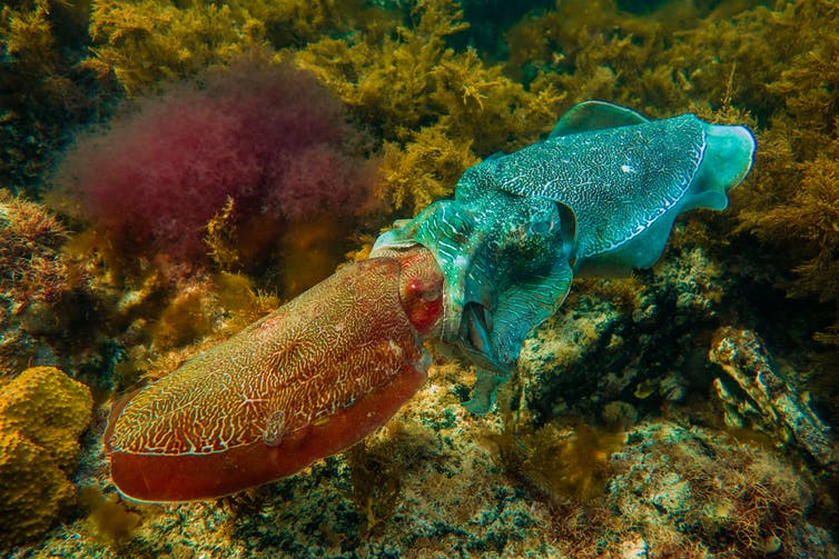 Cuttlefish are the rockstar aliens of the sea — and we don't know why ...