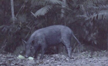 Feral pigs decimating cassowary numbers in world heritage-listed ...