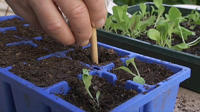 Pricking Out - Gardening Australia