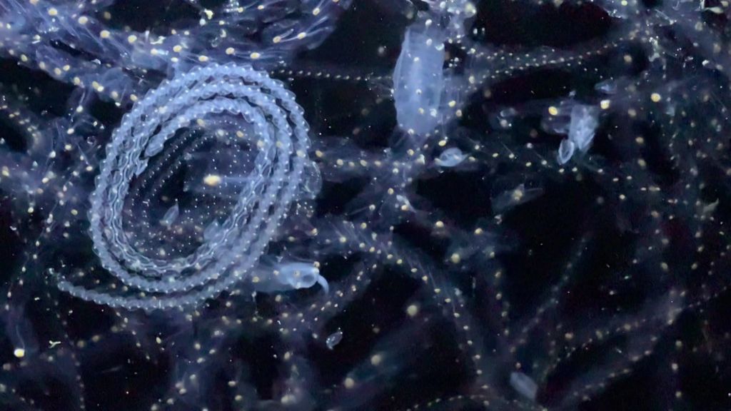 Jellyfish-like salps turn up at Tasmanian beaches - ABC News