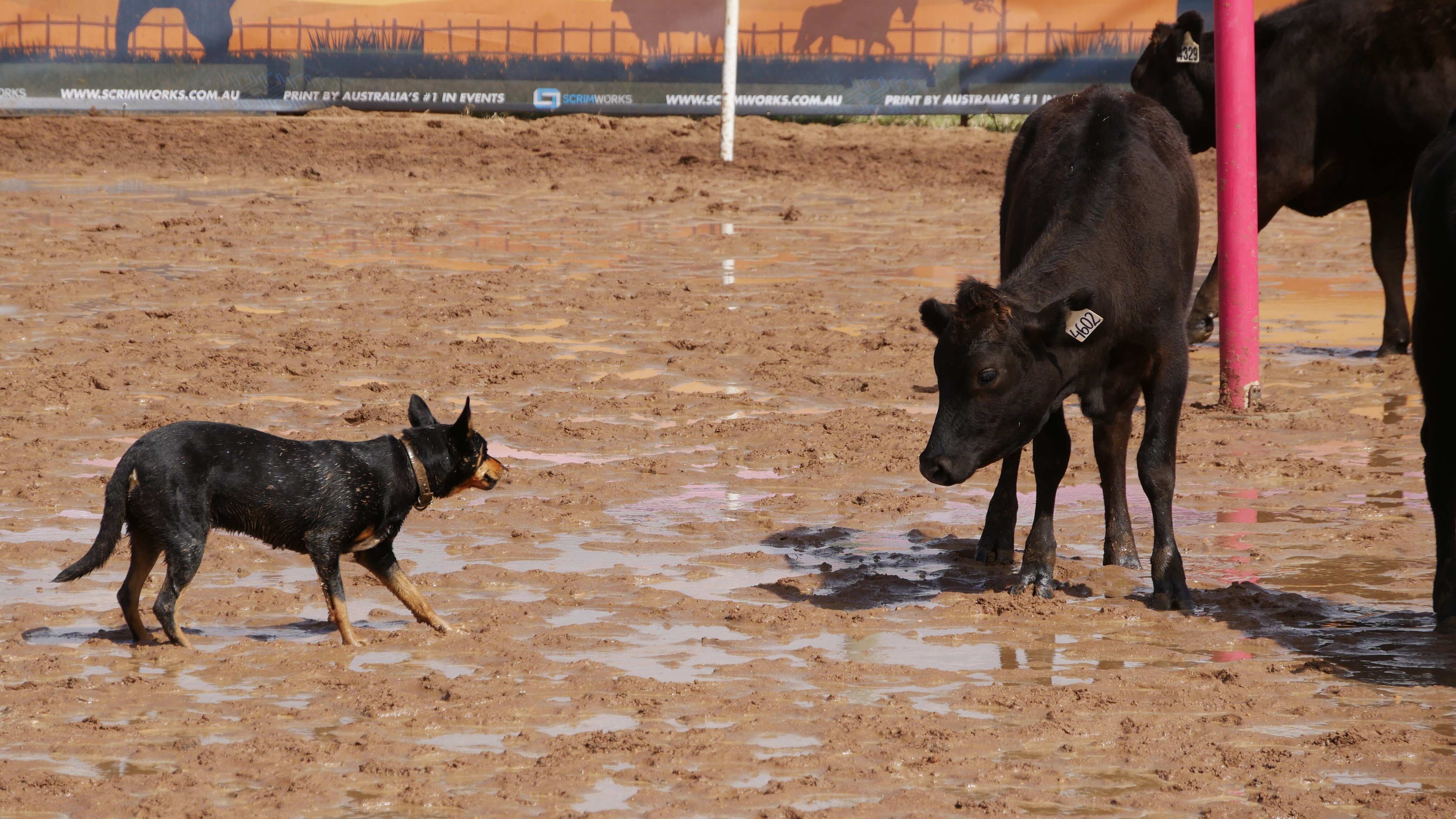 Dog trials take off across regional Australia, driven by community ...