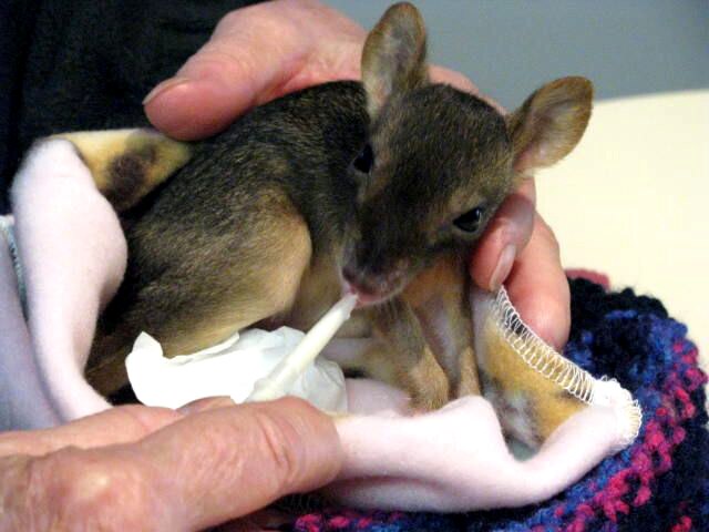 Research has found a parasite may be linked to the dramatic decline of ...