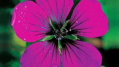 Geraniums - Gardening Australia