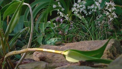 Woody Pear Garden - Gardening Australia