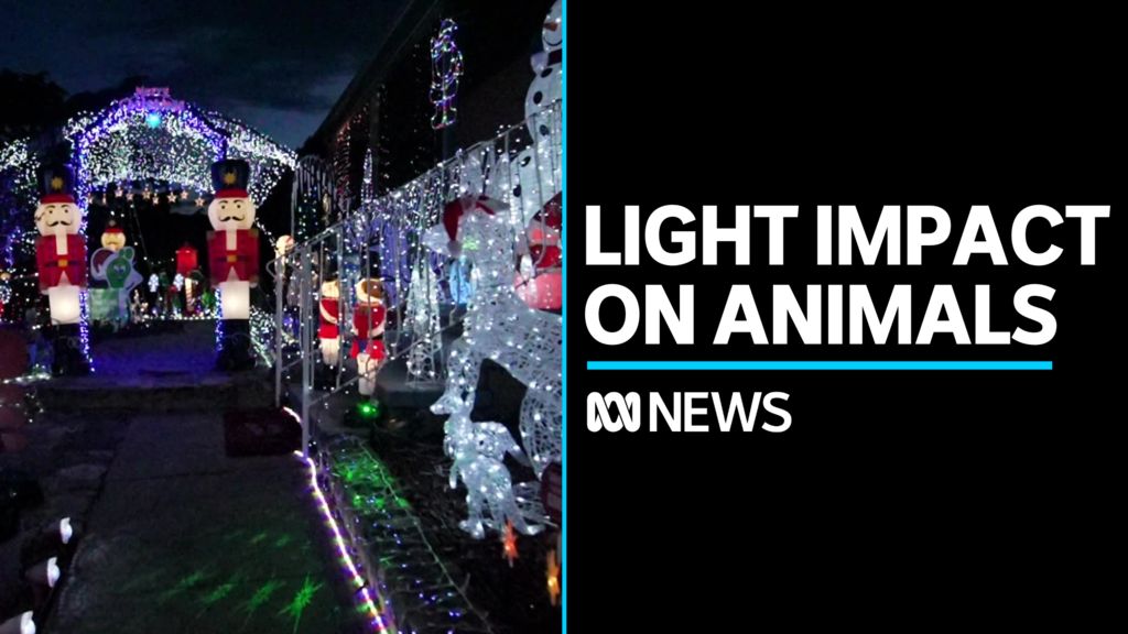 The impact of Christmas lights on nocturnal wildlife - ABC News