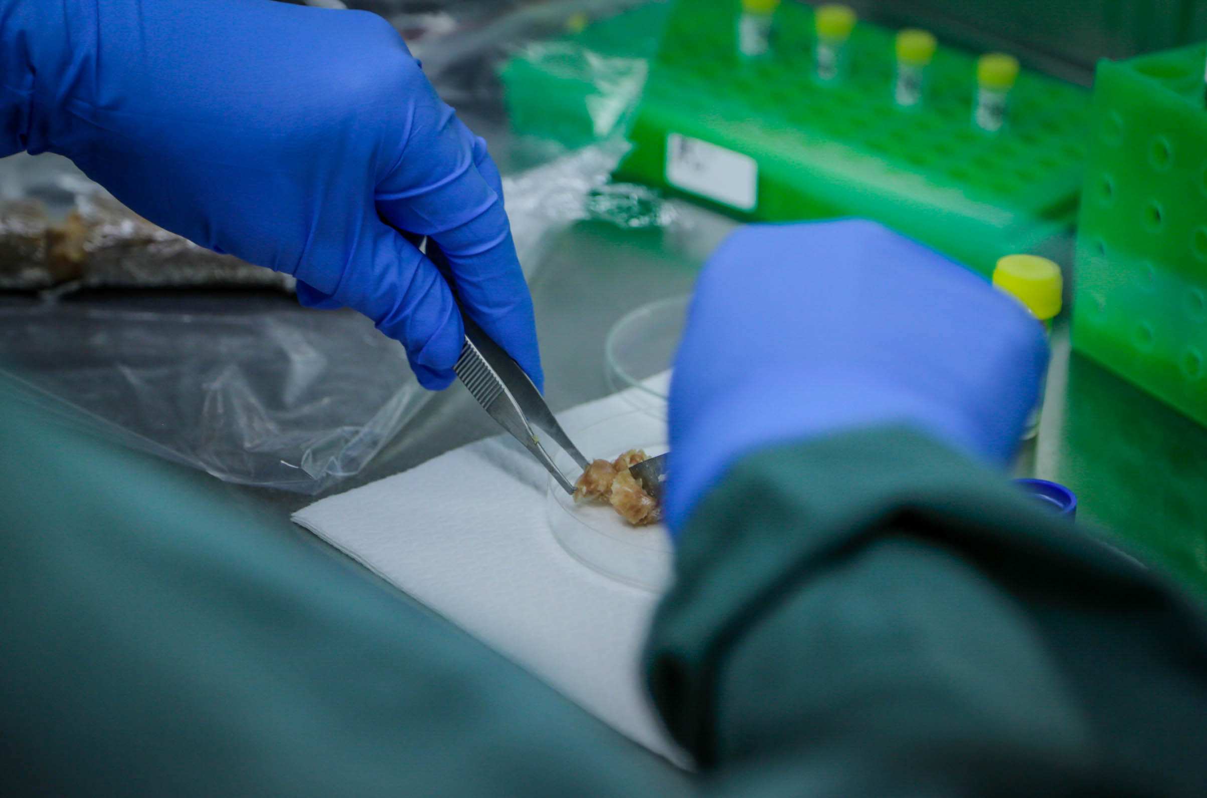 African swine fever lab has scientists working to stop its spread ...