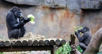 Harambe: No charges against mother whose son entered Cincinnati Zoo ...