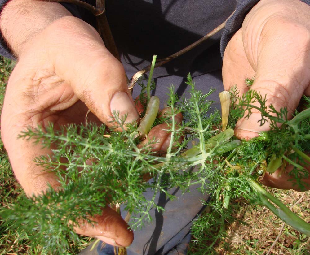 Tasmania's essential oil crops expanding - ABC News