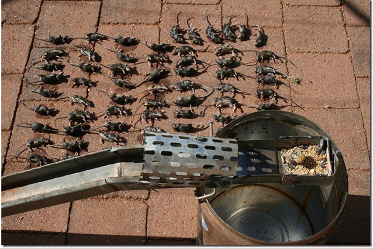 Mice rampant on the Nullarbor - ABC News