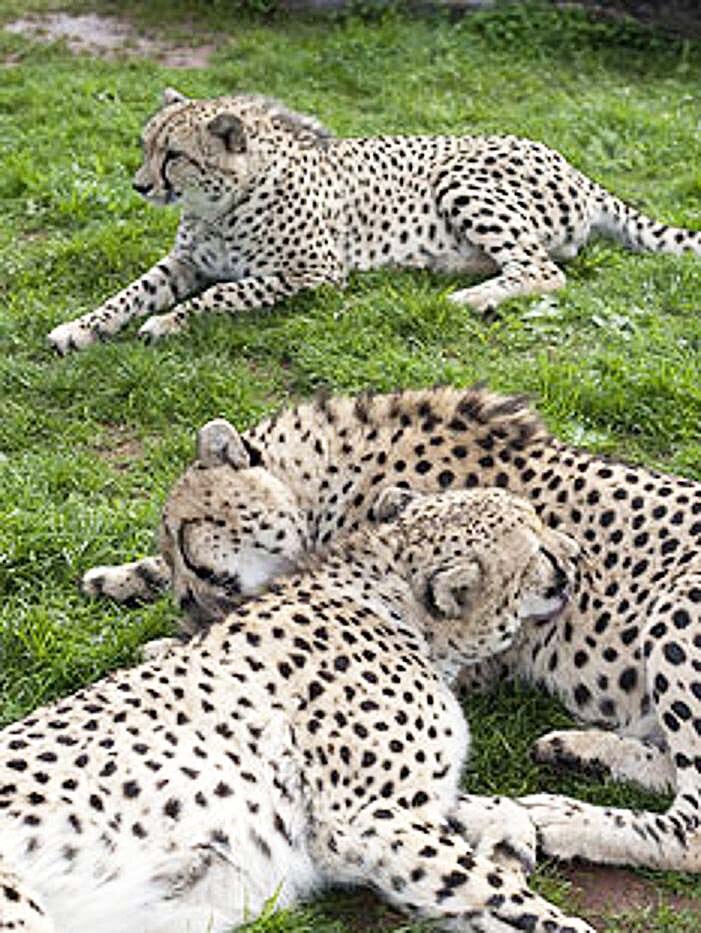 Surprise cheetah birth at Monarto - ABC News