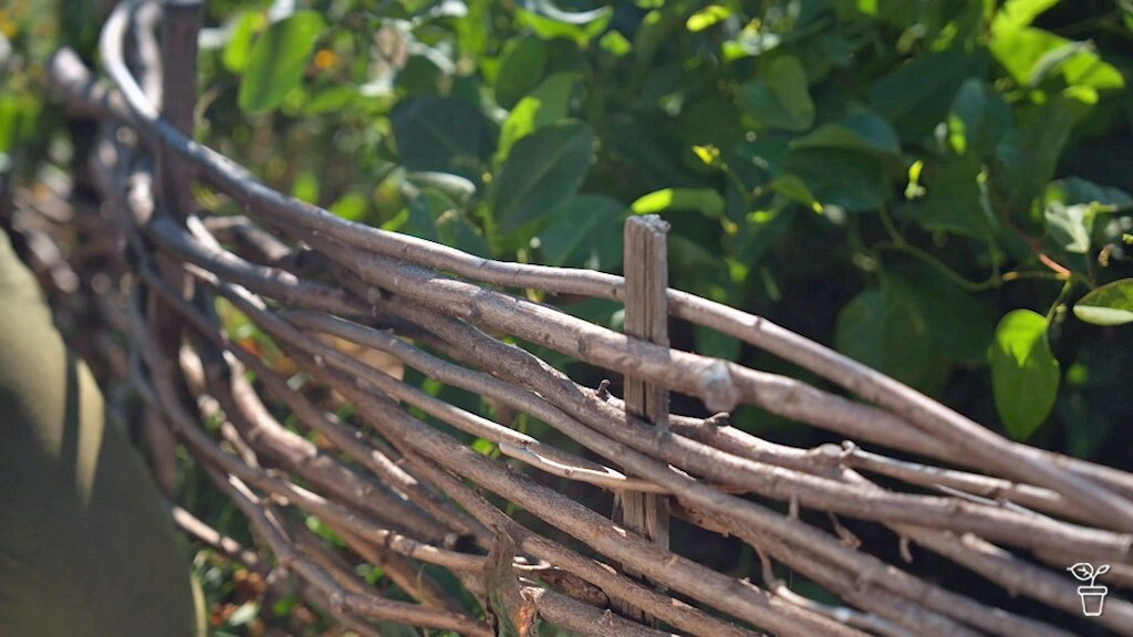 DIY Woven Fences - Gardening Australia