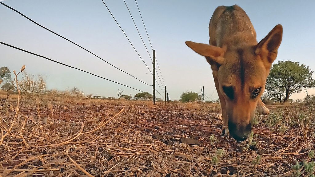 Howling dingoes - ABC News