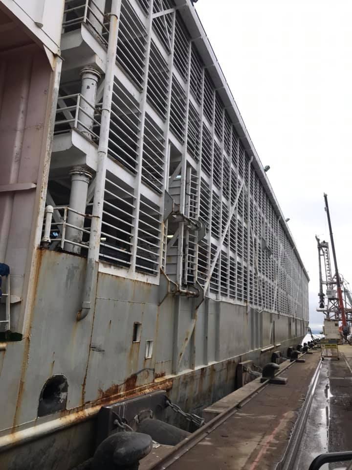 What we know about the capsized live export ship Gulf Livestock 1 and ...