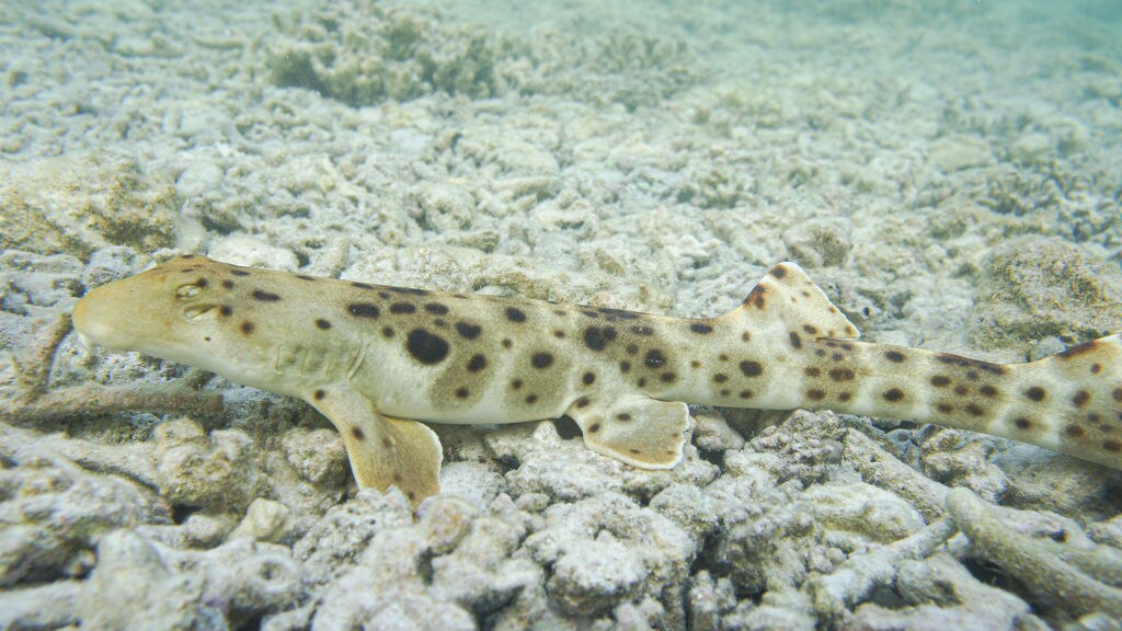 Epaulette sharks have evolved to use their fins as feet and can walk ...