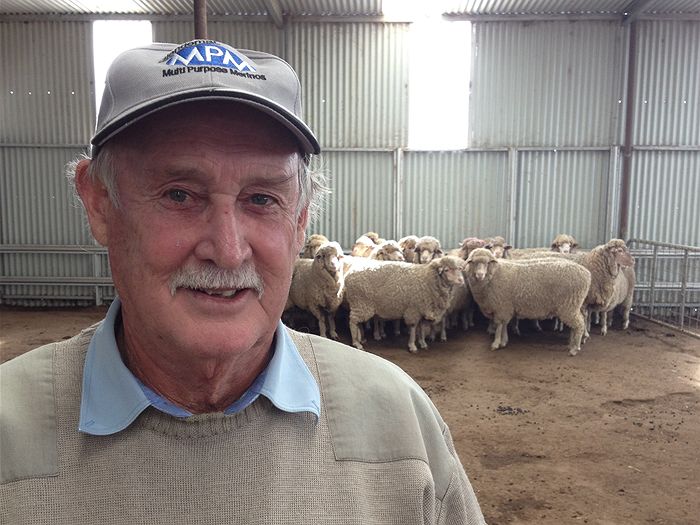 WA government considers sheep industry assistance as producers fear ...