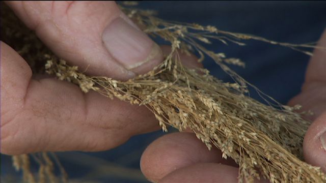 Rich and warm teff pudding - ABC Everyday