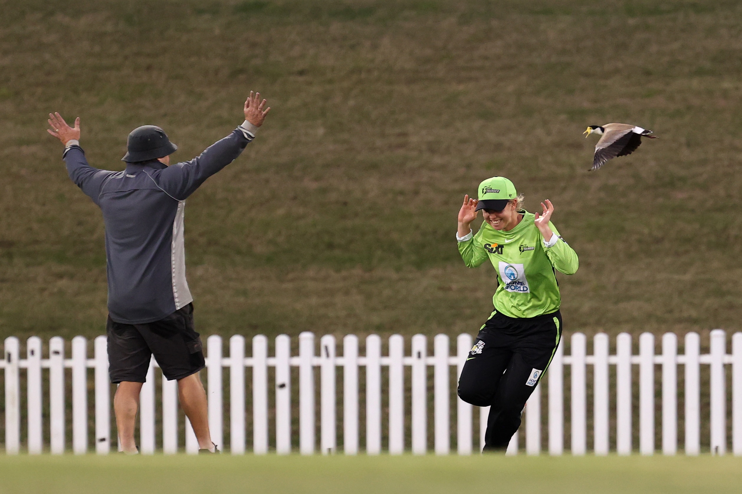 Sydney Thunder and Hobart Hurricanes players dodge swooping plovers ...