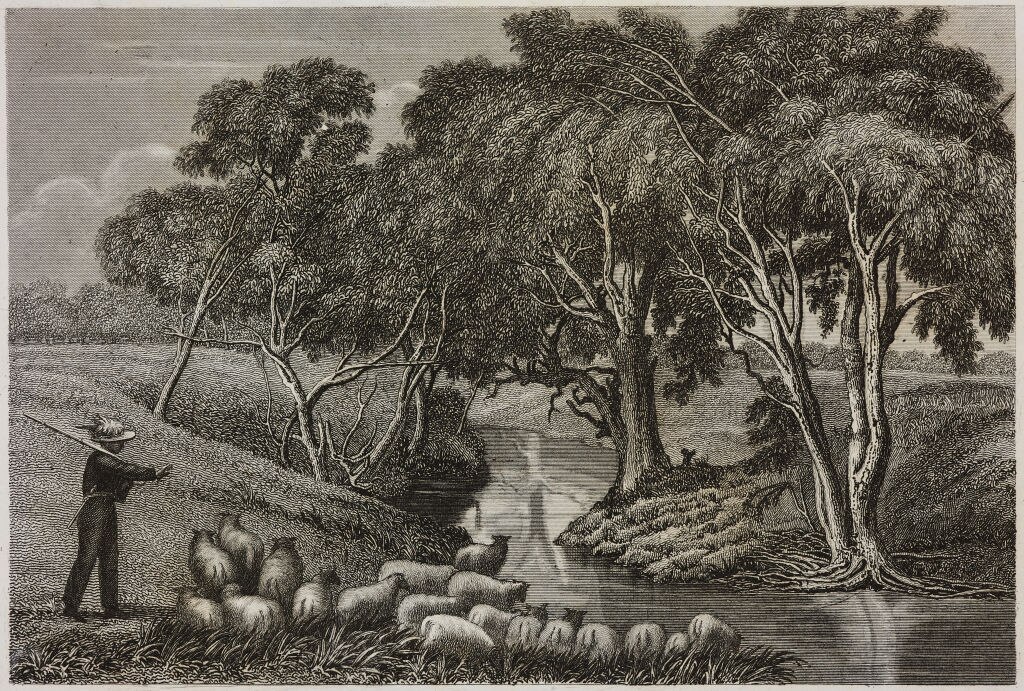 Mutton was once a 'gratuitous by-product', so how did lamb become one ...