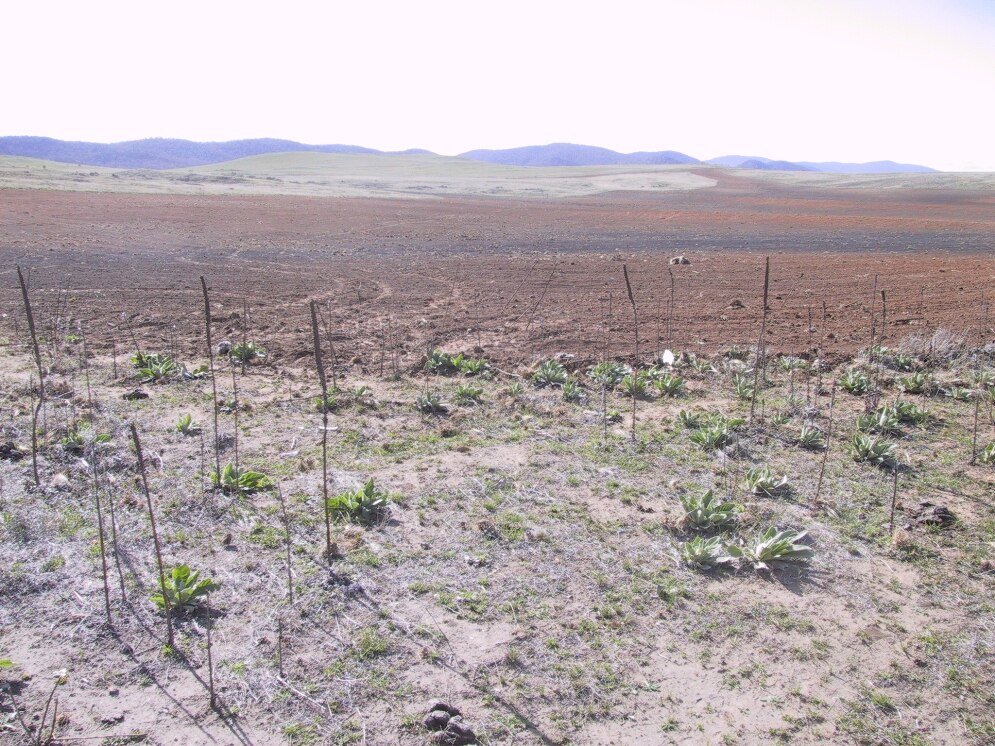 Dry sowing in drought, is it worth the risk? - ABC News