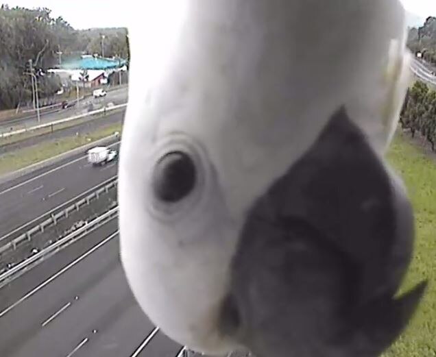 Video captures curious cockatoo giving traffic camera a bird's eye view ...