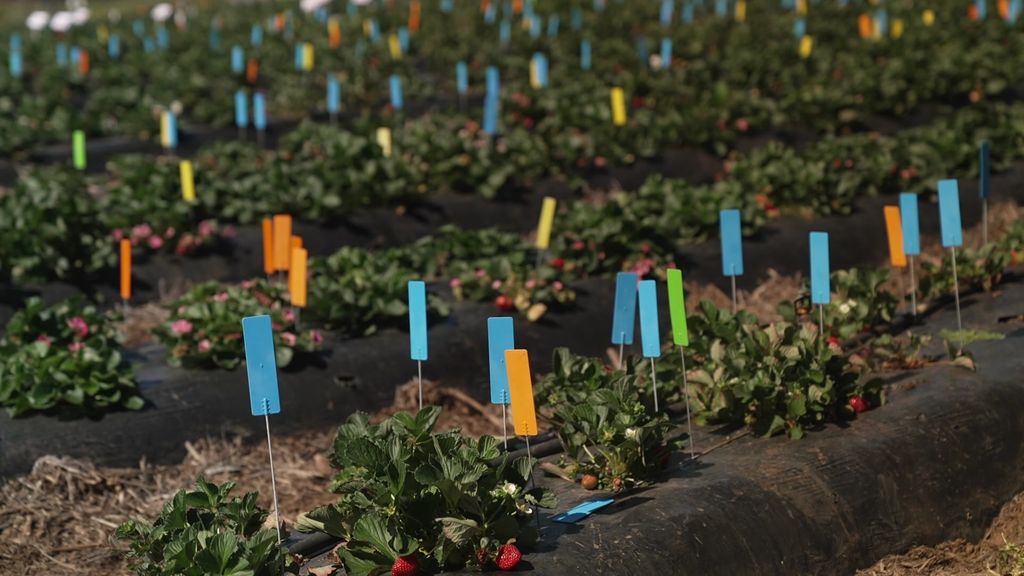 Stretching Shelf Life: Keeping fruit fresher longer - ABC News